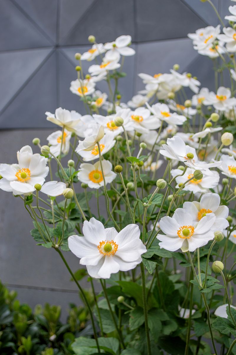 Plant Growers Australia - Anemone White Windflower