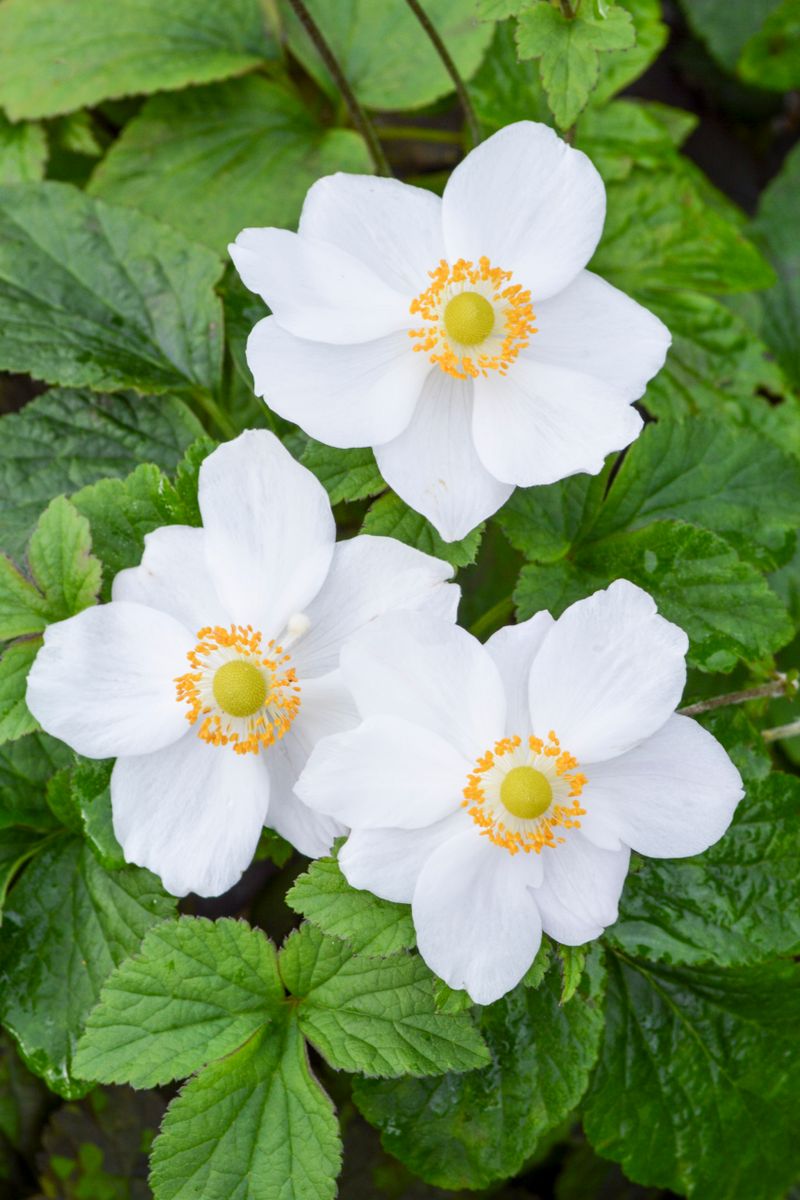 Plant Growers Australia - Anemone White Windflower
