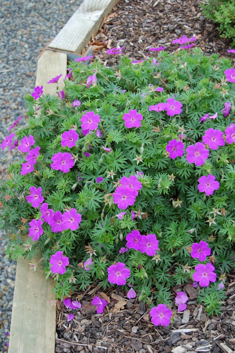 Plant Growers Australia - Geranium Party Lights Purple