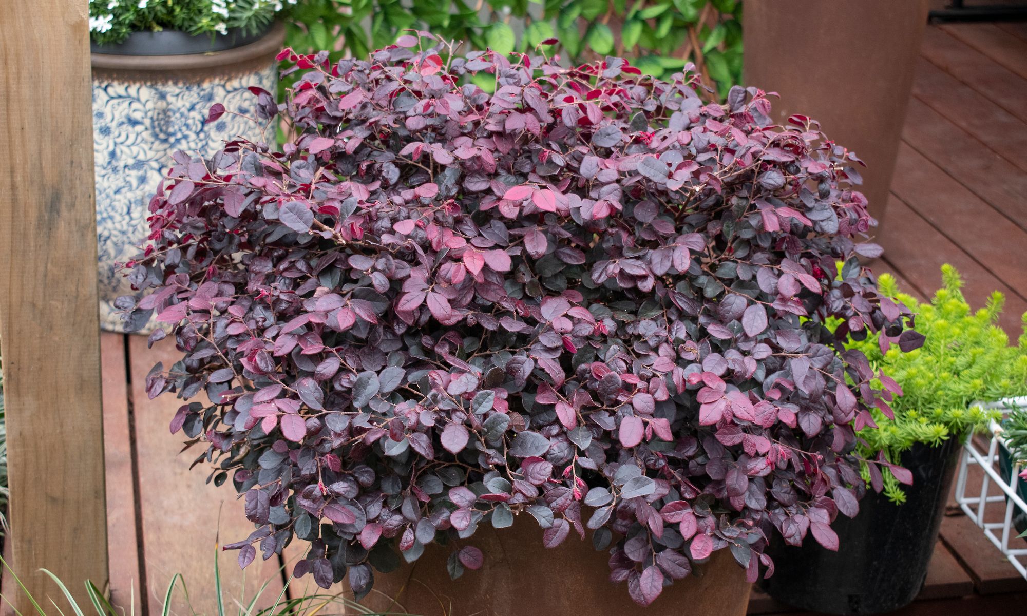 Plant Growers Australia - Loropetalum Little China Ruby