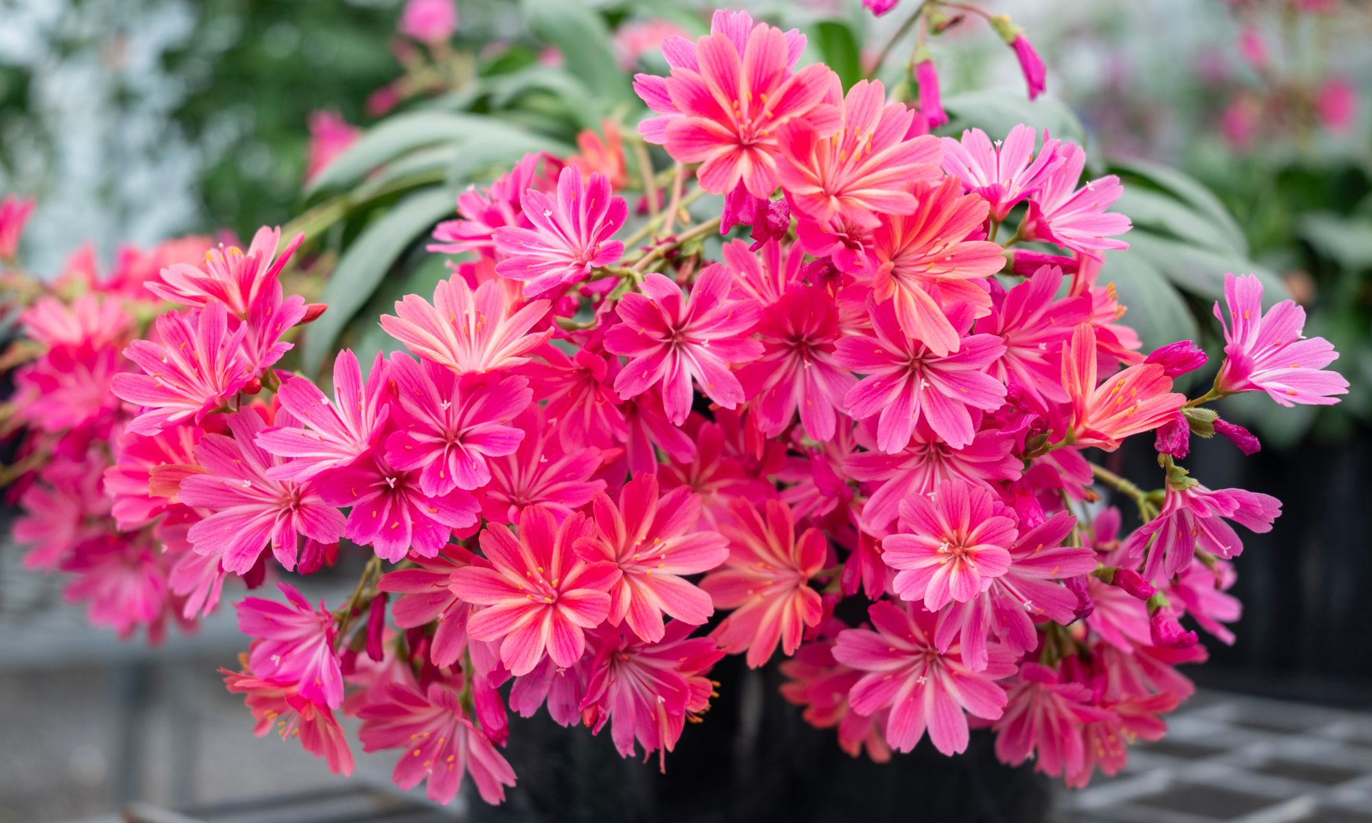 Plant Growers Australia - Lewisia Safira ™ Coral