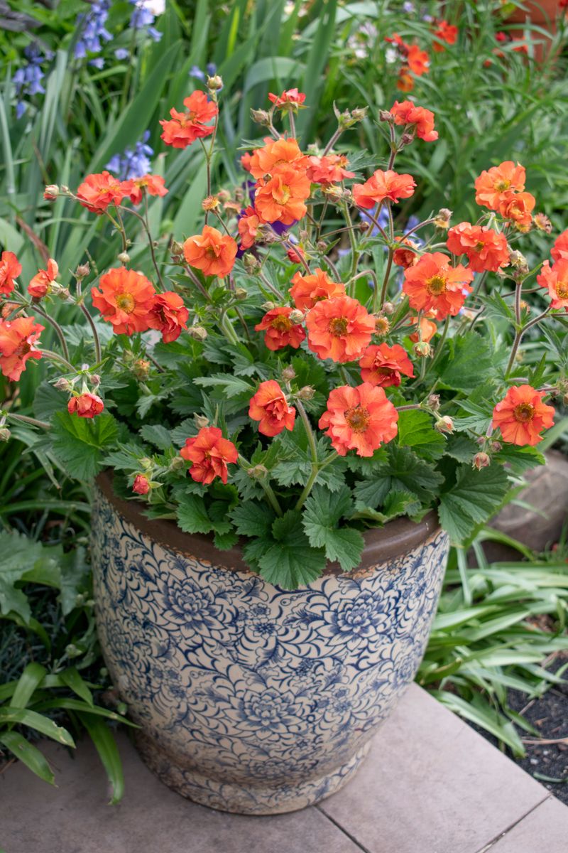 Plant Growers Australia - Geum JAZZY Tropical Tempest