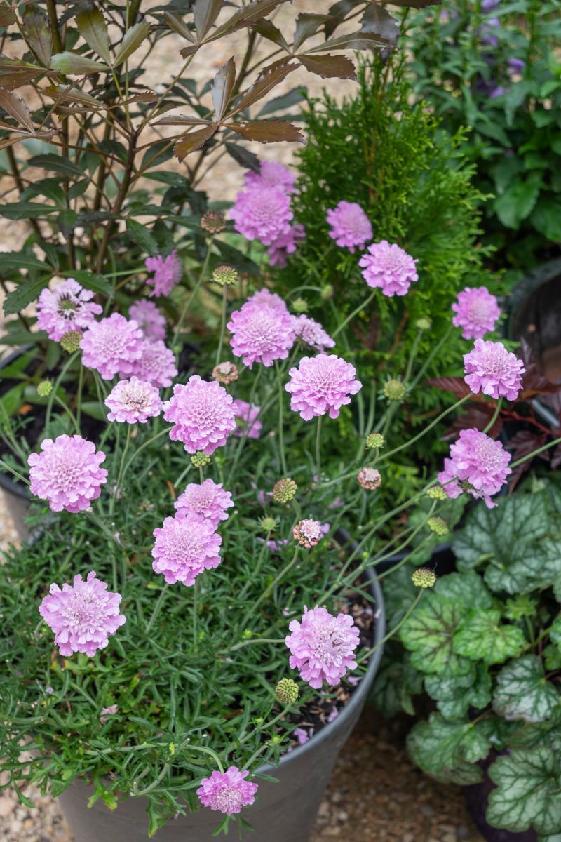 Plant Growers Australia - Scabiosa Powder Puff Pink