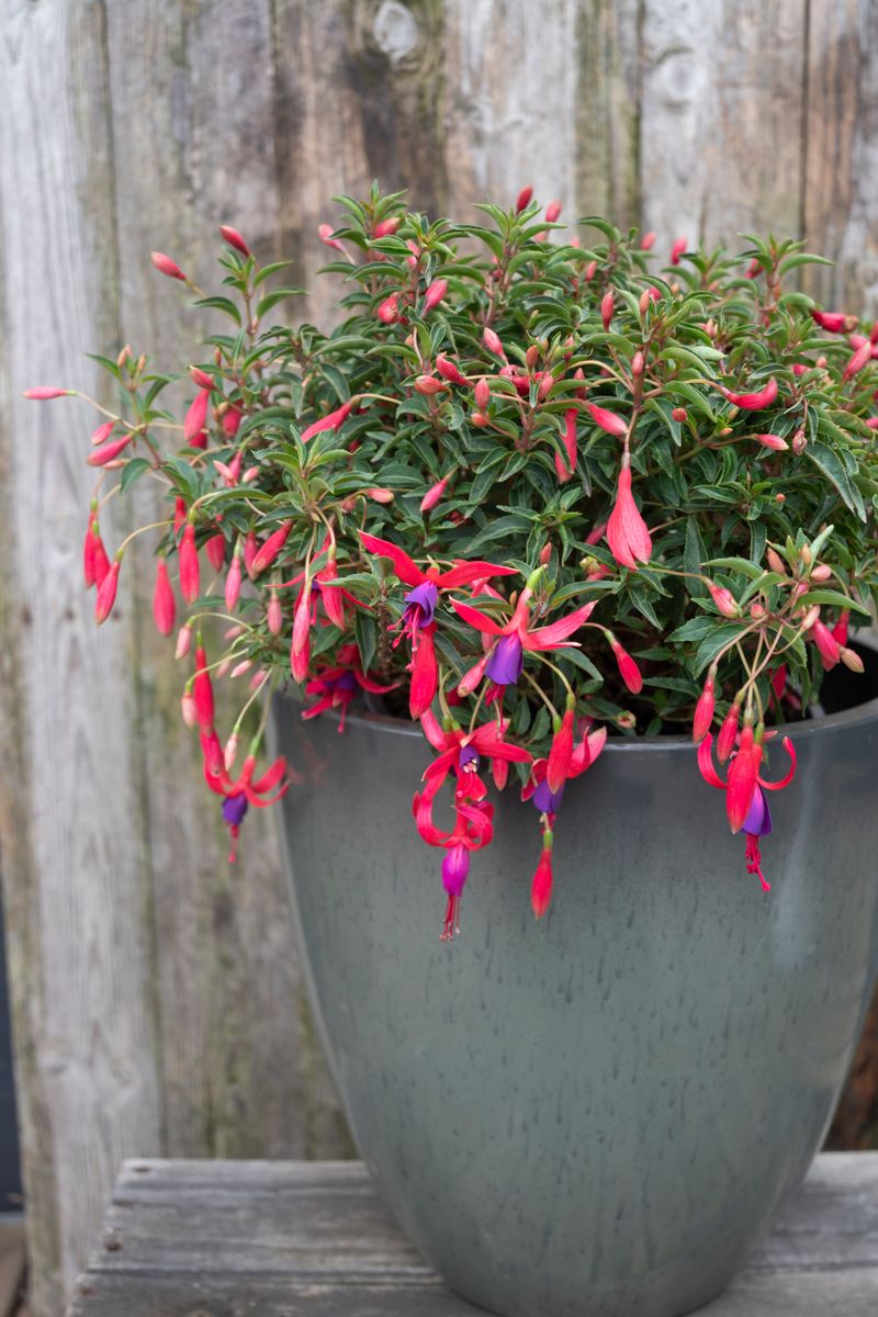 Plant Growers Australia - Fuchsia Happy Bells Flirtatious