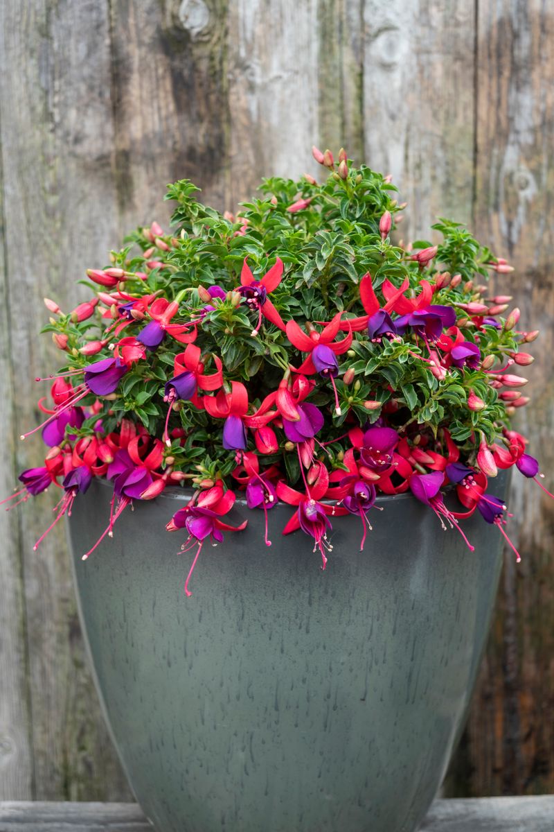 Plant Growers Australia - Fuchsia Happy Bells Vivacious