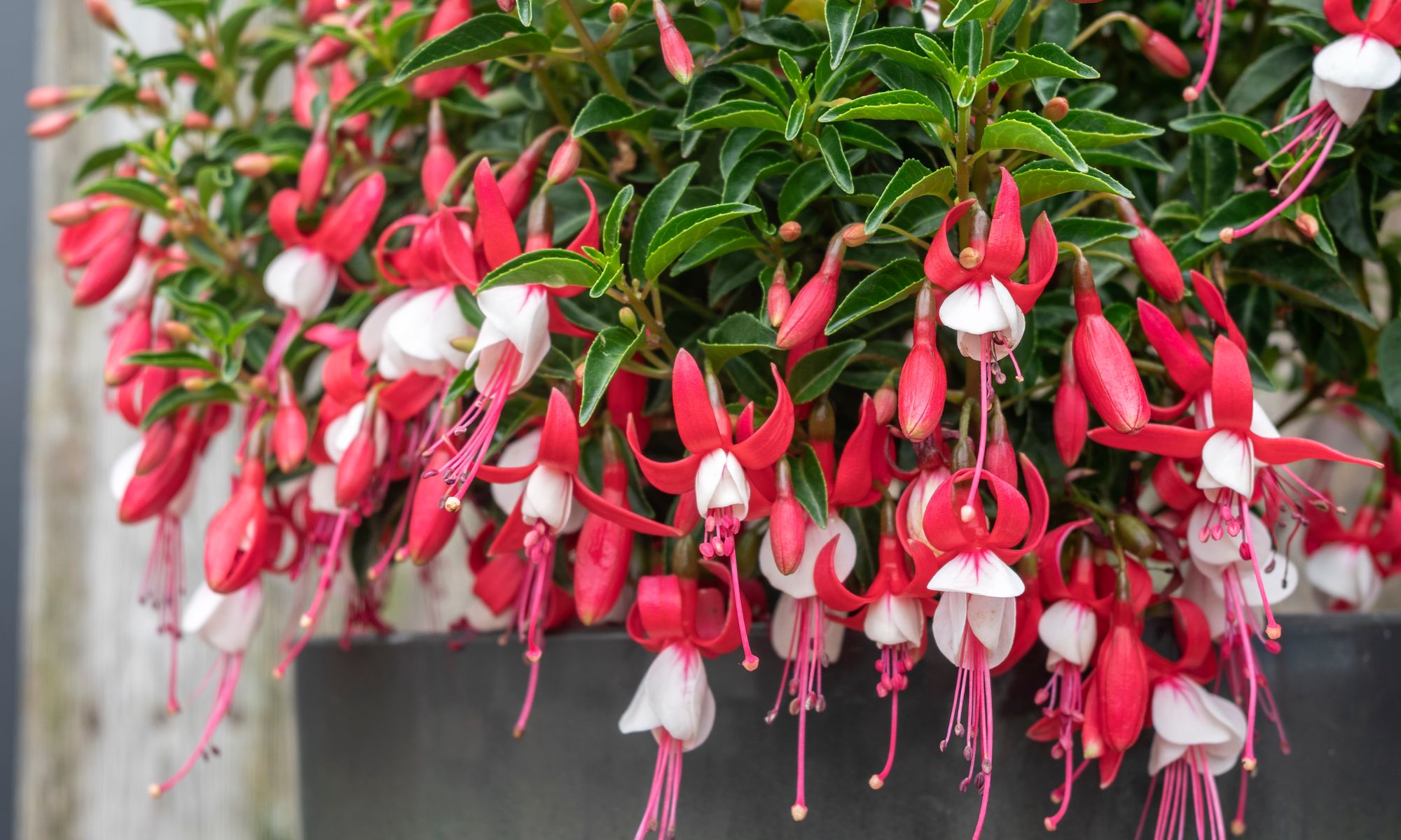 Plant Growers Australia - Fuchsia Happy Bells Cheerful