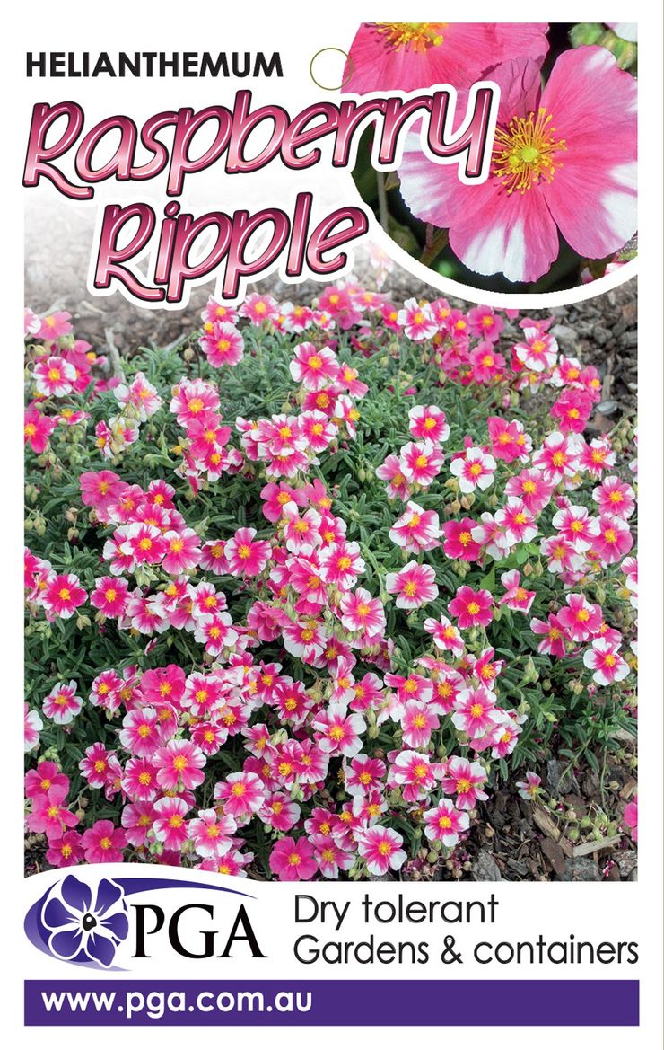 Plant Growers Australia - Helianthemum Raspberry Ripple