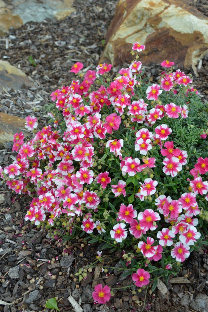 Plant Growers Australia - Helianthemum Raspberry Ripple