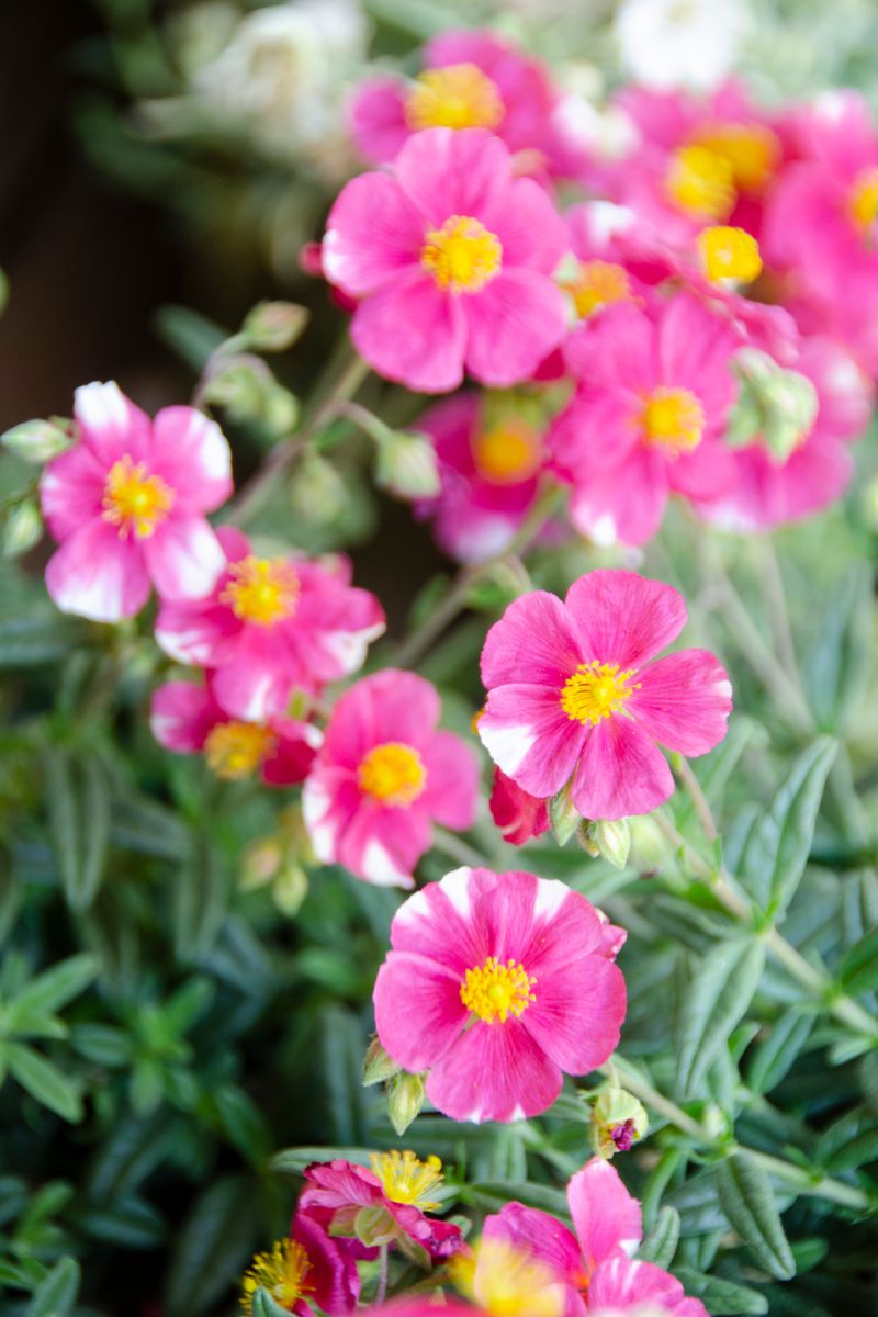 Plant Growers Australia - Helianthemum Raspberry Ripple