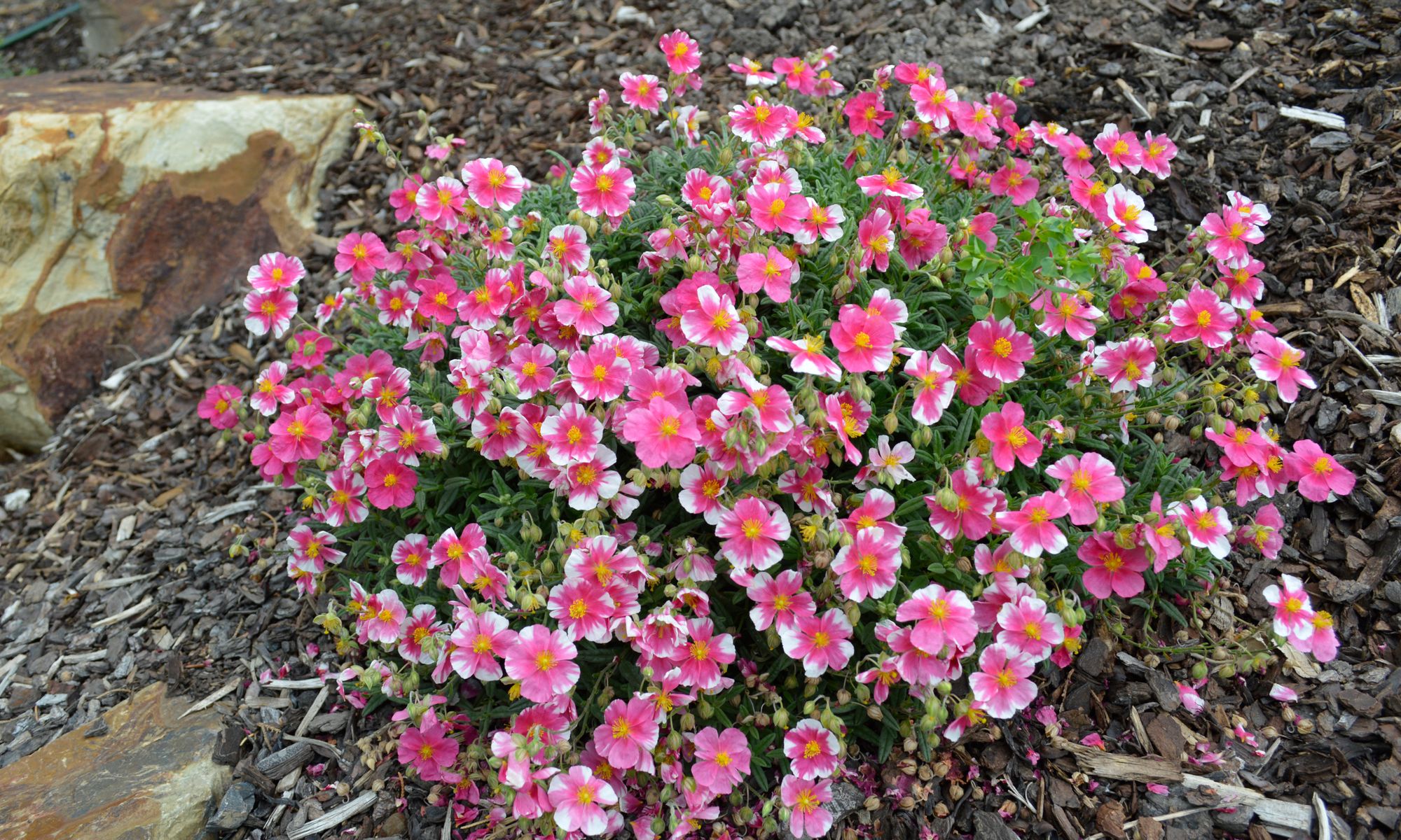 Plant Growers Australia - Helianthemum Raspberry Ripple