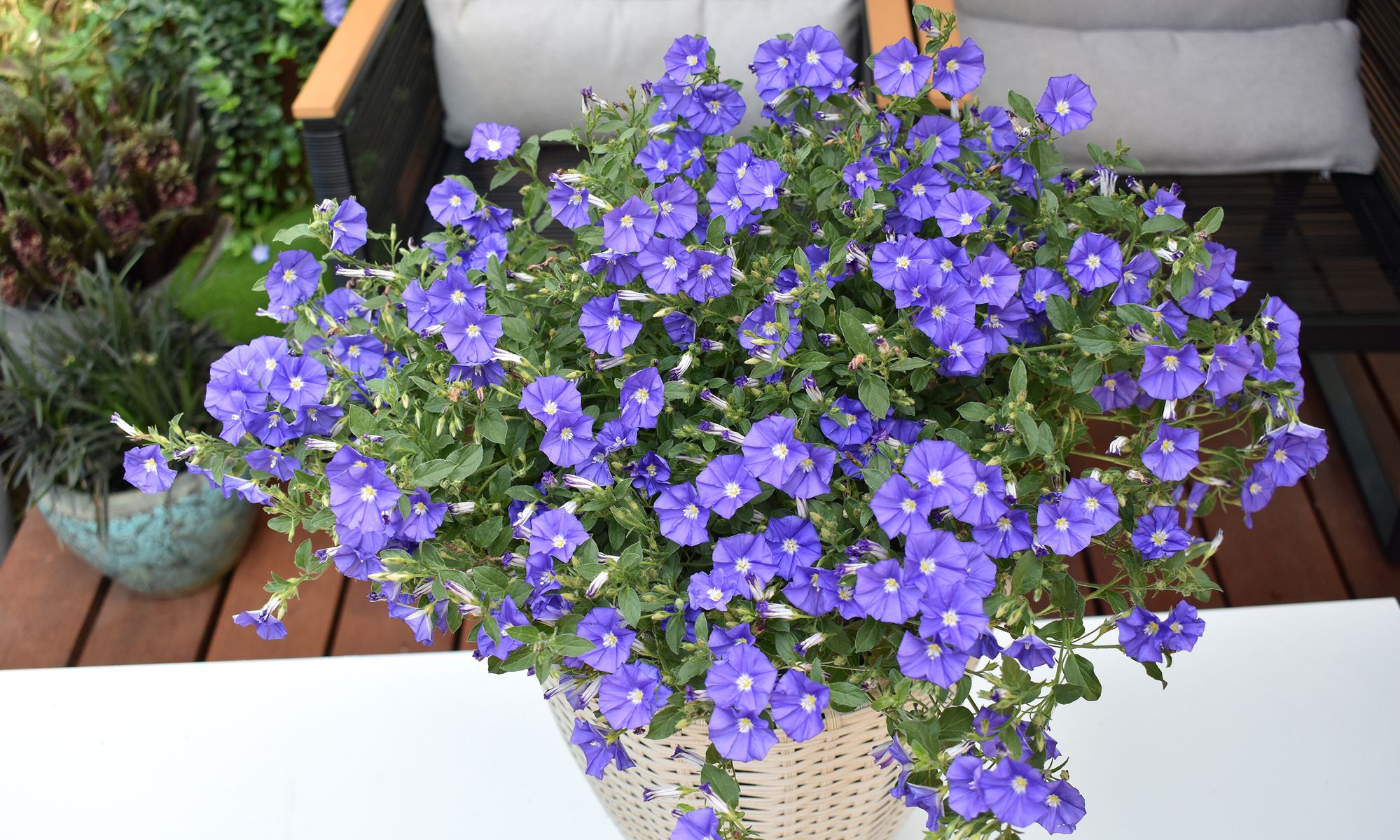 Plant Growers Australia - Convolvulus New Blue Moon